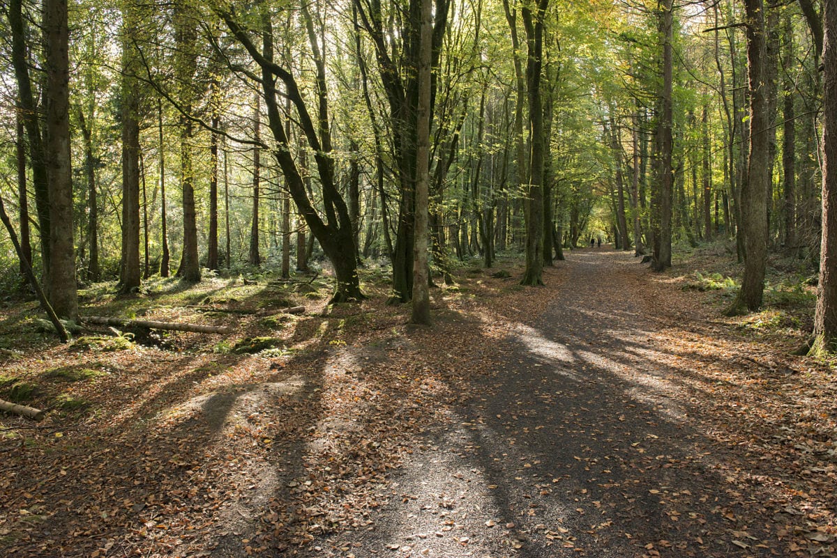 Take a stroll through beautiful Belleek Woods, Ballina - Visit North Mayo